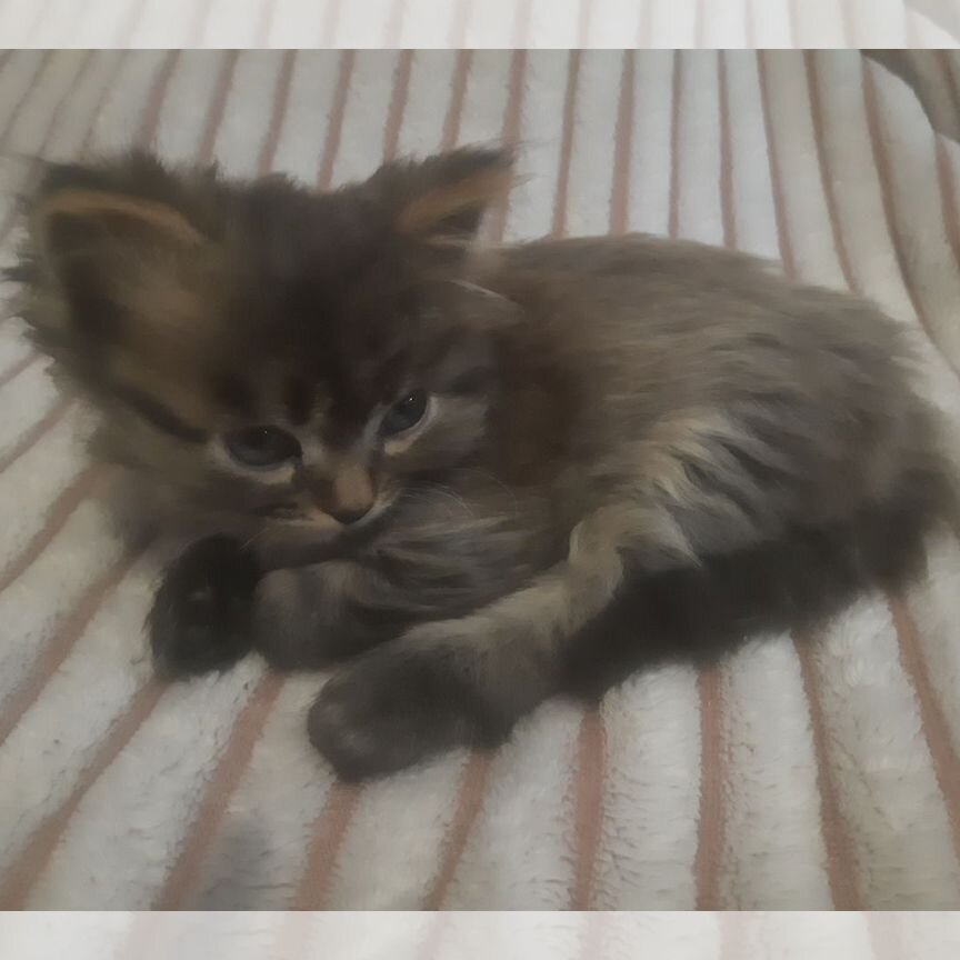Персидские котята, мальчики