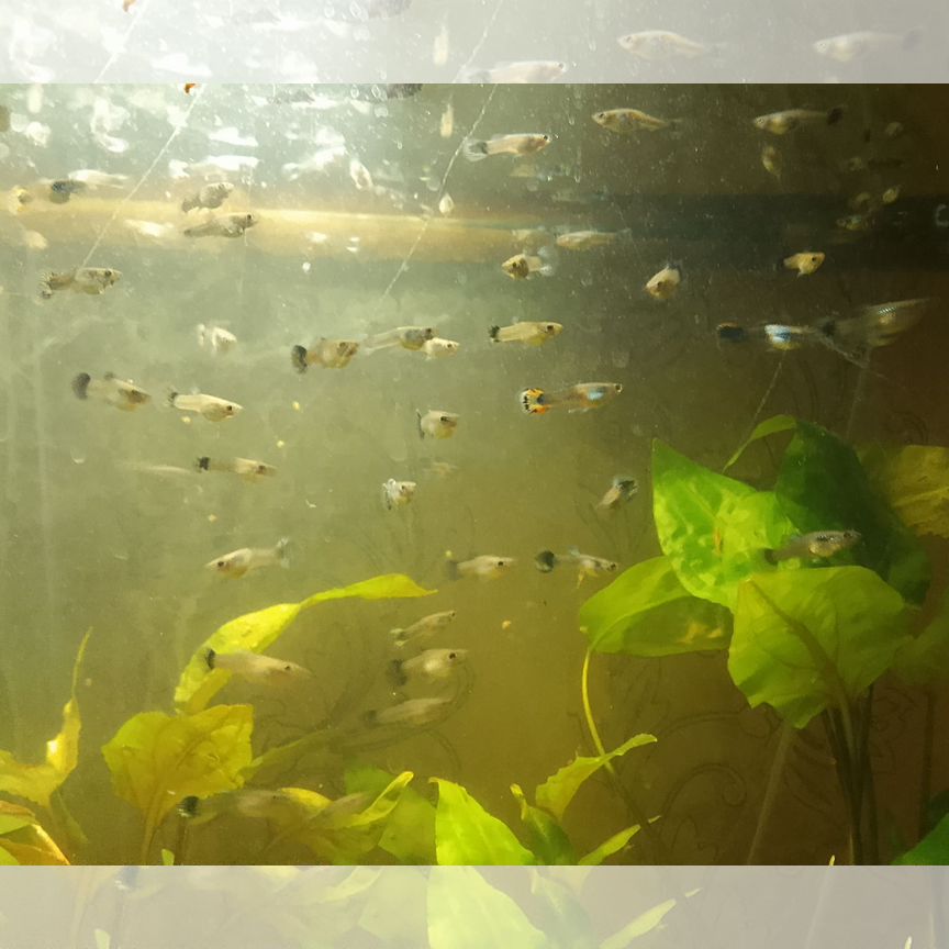 Рыбки гуппи(слоновьи уши)