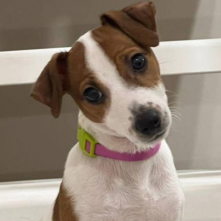 Джек рассел терьер