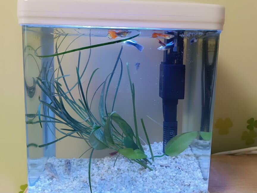 Аквариум barbus + рыбы+ водоросли + корм