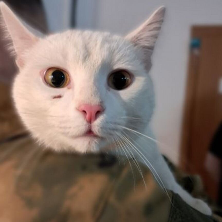 Взрослый кот в добрые руки