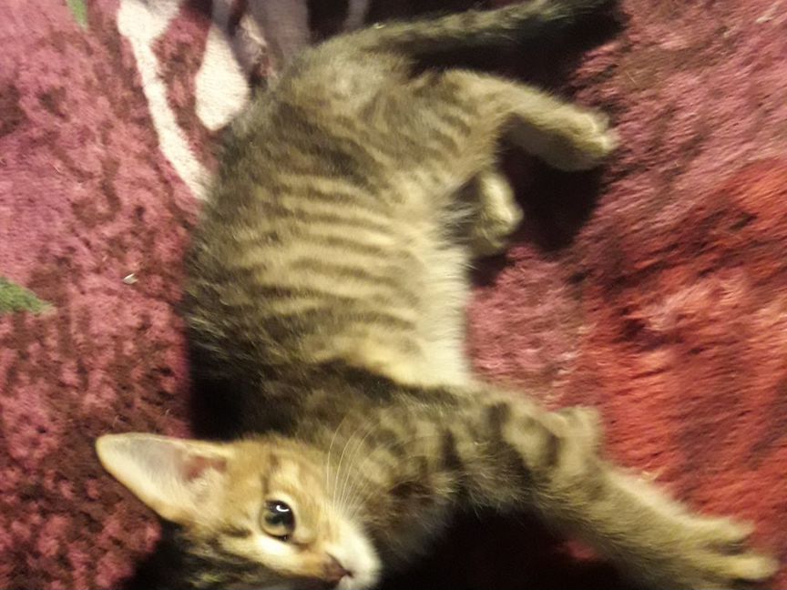 Котенок,девочка 2,5 месяца,добрым людям