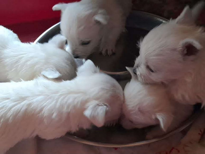 Вестики- щенки