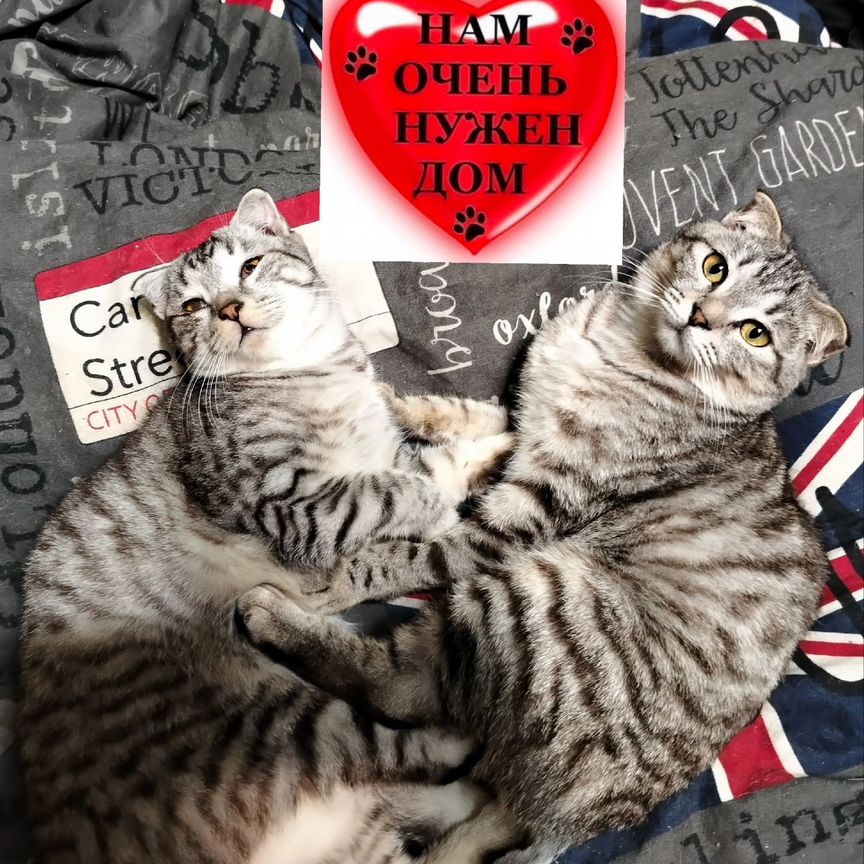 Котики в добрые руки