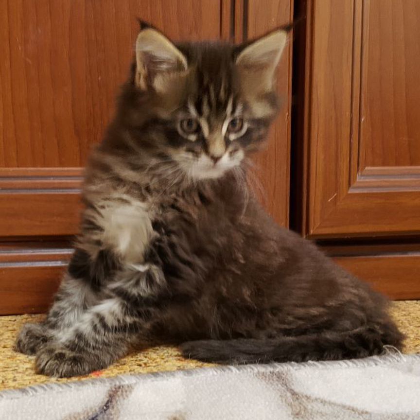 Мейн-кун котёнок