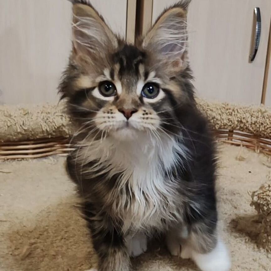 Мейн-кун красивый котик