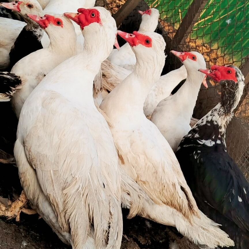 Продам индоуток