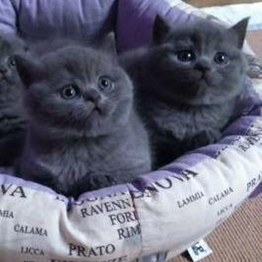 Британские котята