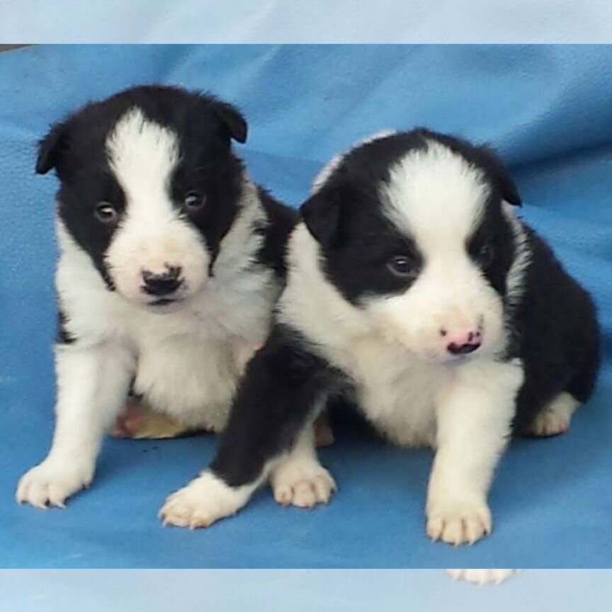 Бордер-колли, щенок