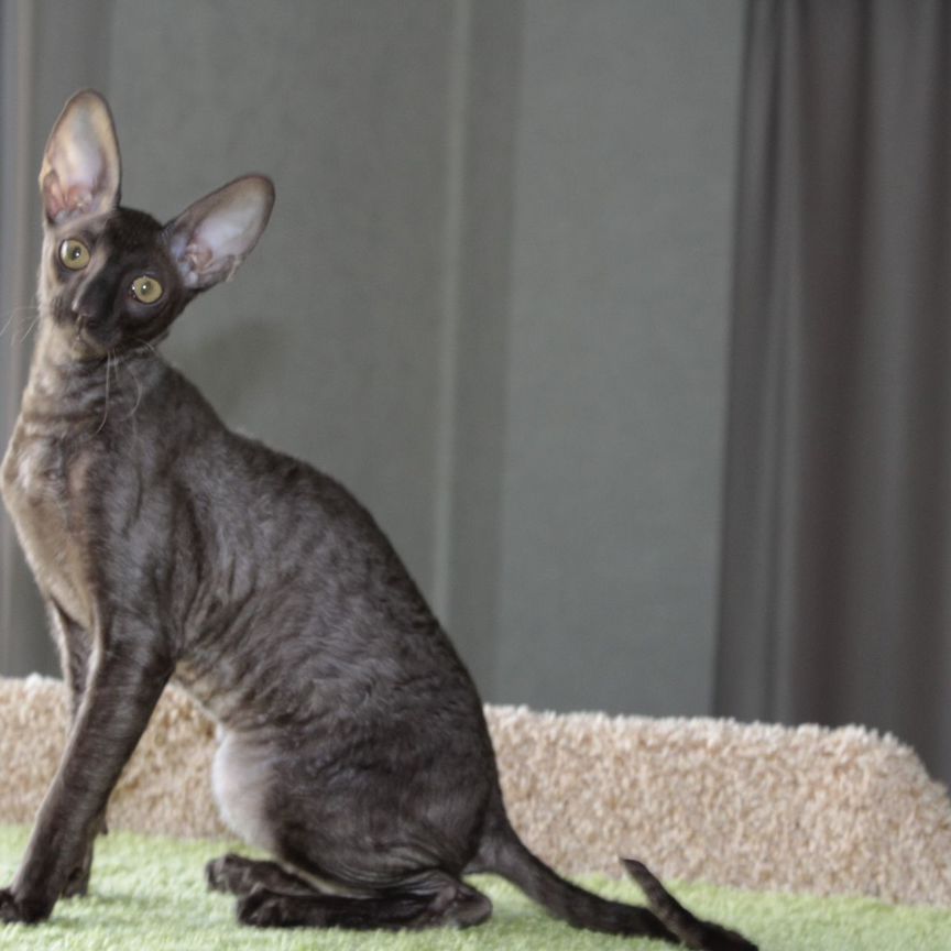 Котик в добрые руки