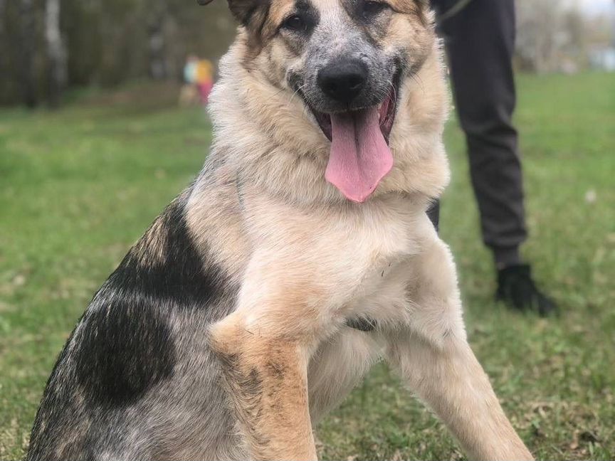 Игривый и ласковый песик ждет в приюте