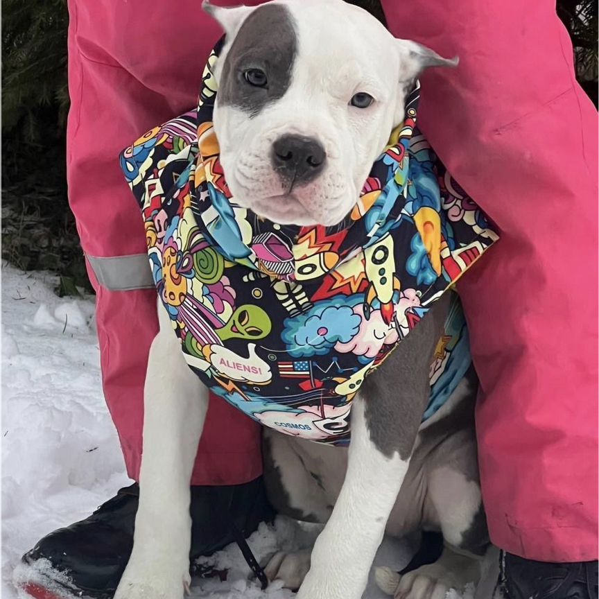 Американский стаффордширский терьер, щенок