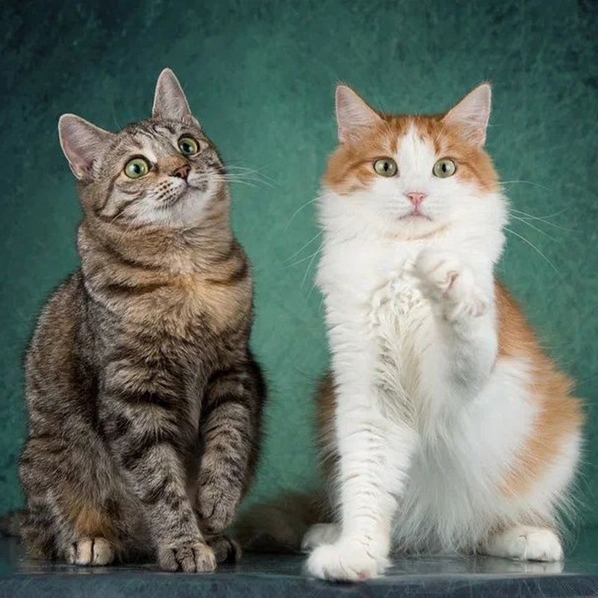 Котята Пунш и Луиза в добрые руки