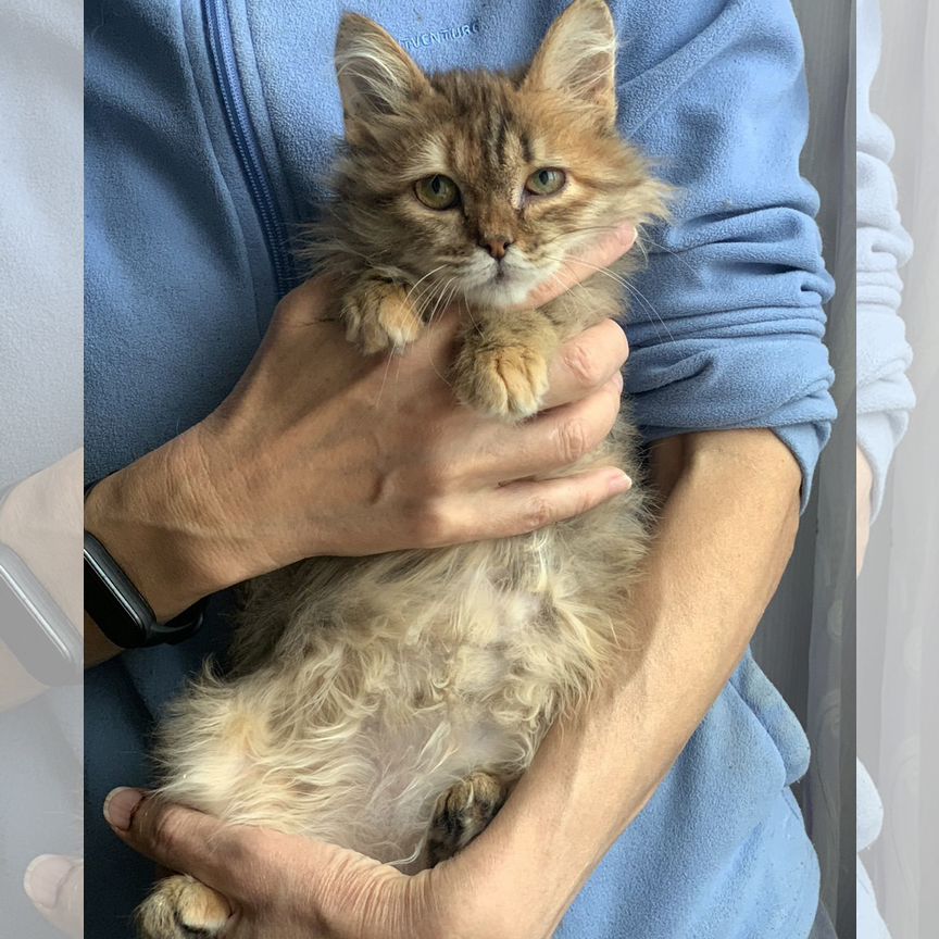 Котенок в добрые руки