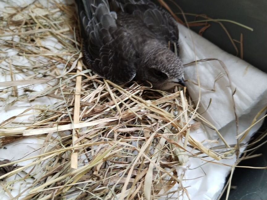 Отдам в добрые руки стрижа