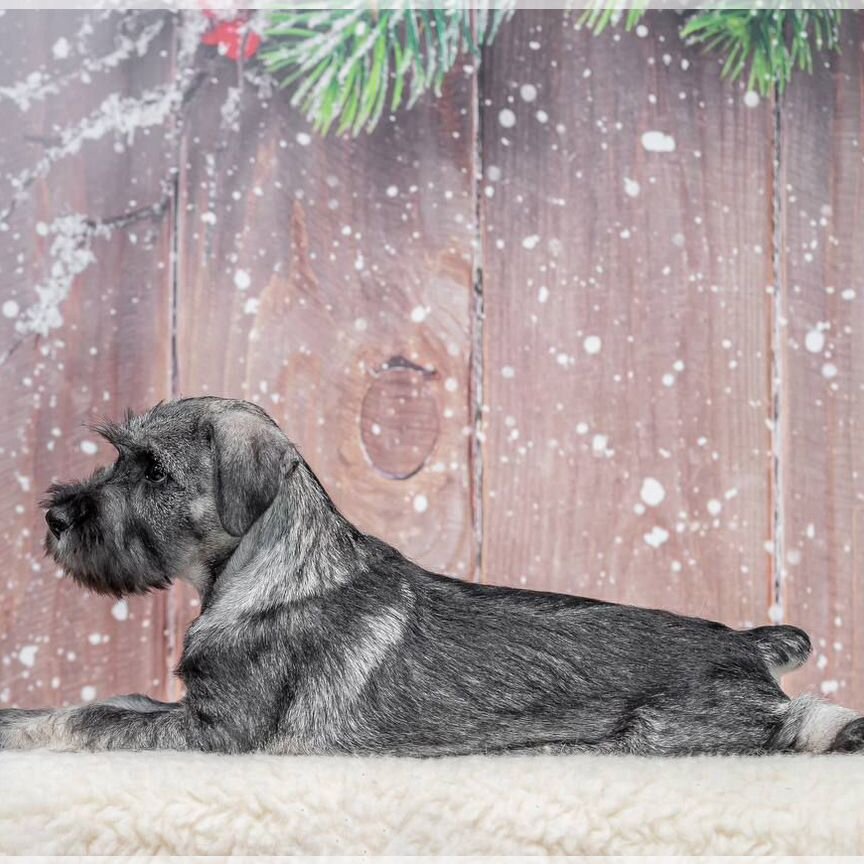 Миттельшнауцер, щенок