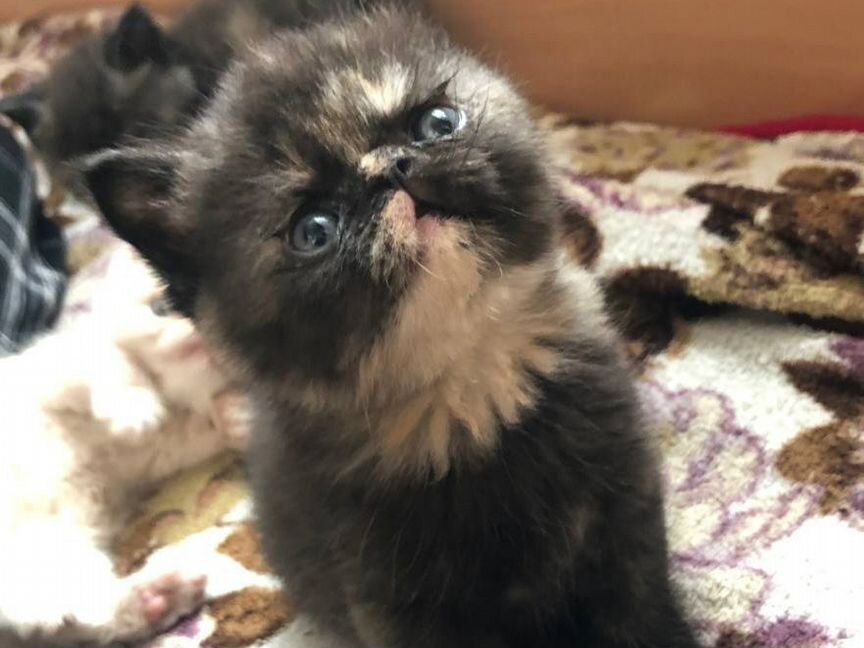 Экзотические короткошерстные котята