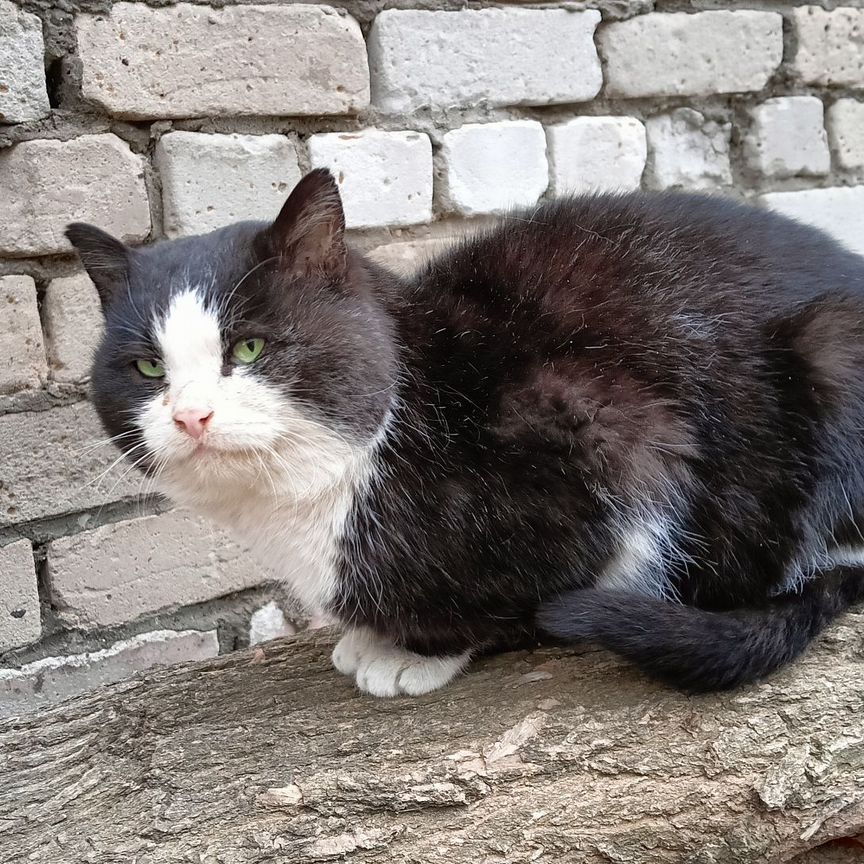 Кот на доживание добрым людям