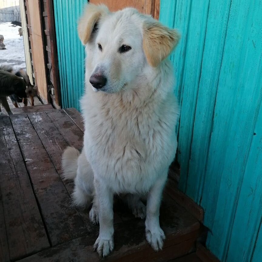 Взрослая собака в добрые руки