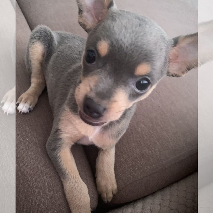 Русский той-терьер, щенок