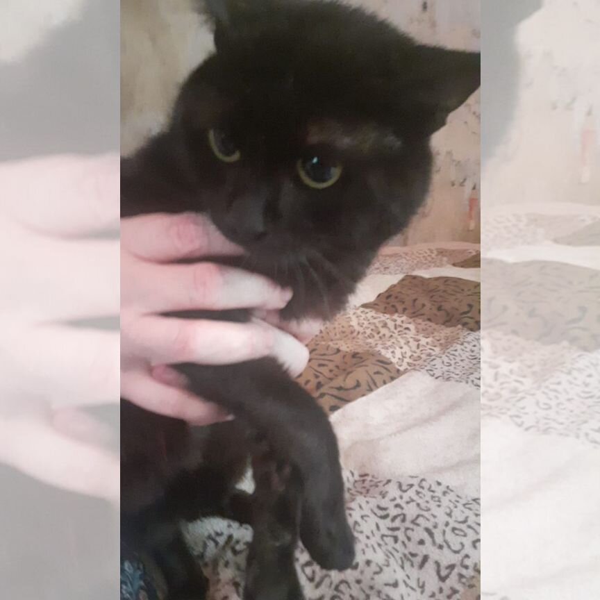 Кошки в добрые руки бесплатно