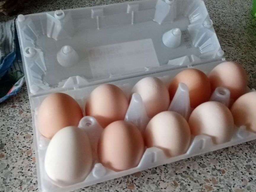 Инкубационное яйцо домашних кур
