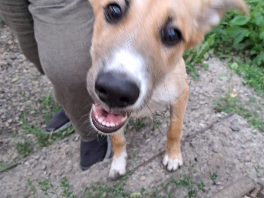 Собака в добрые руки отдам бесплатно