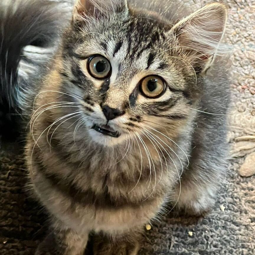 Котята 5 месяцев, остаются одни на дачах