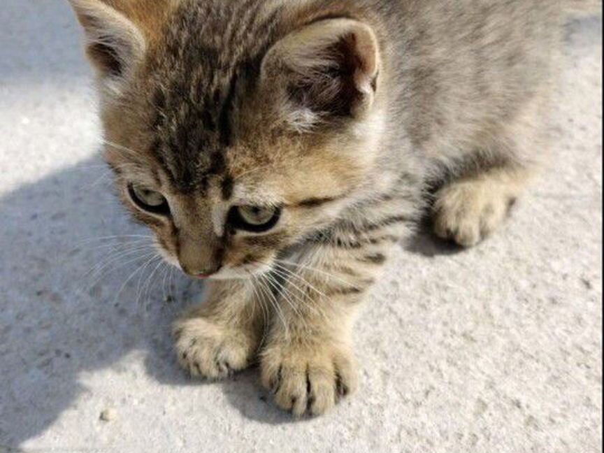 Котик