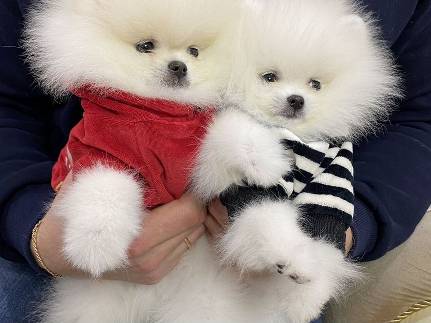 Померанский шпиц