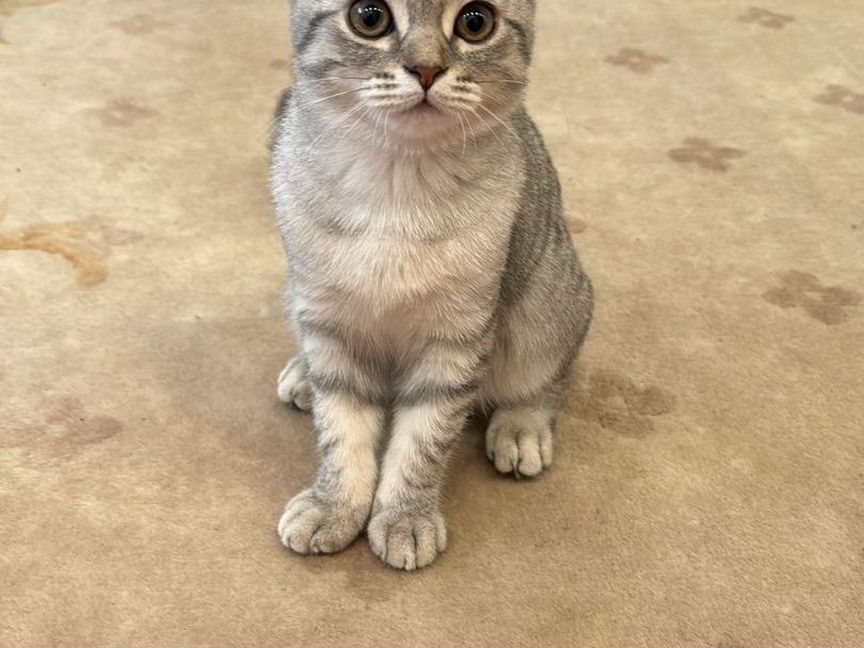 Кошка