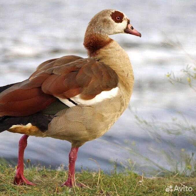 Нильский гусь