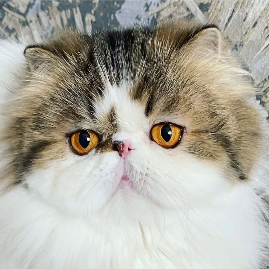 Персидская, взрослая кошка