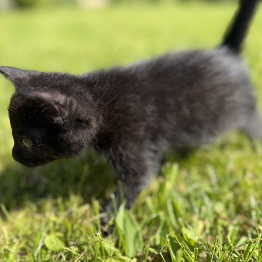 Котёнок в добрые руки