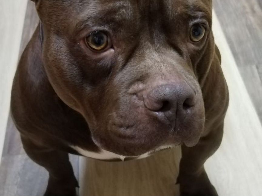 Американский булли приглашает на вязку