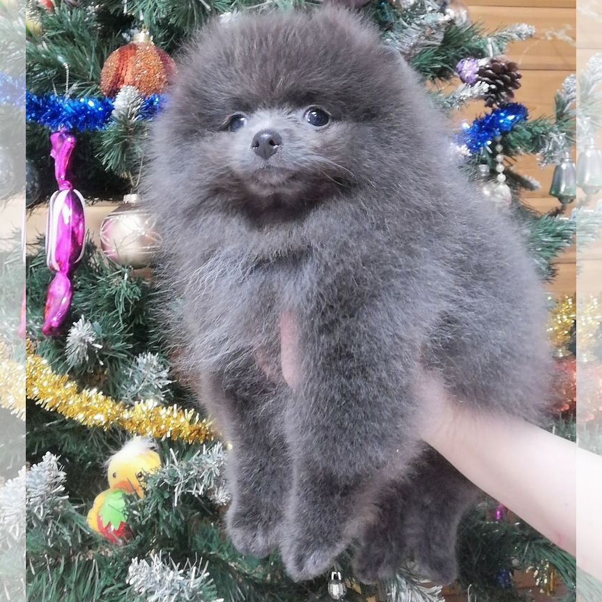 Померанский шпиц, щенок