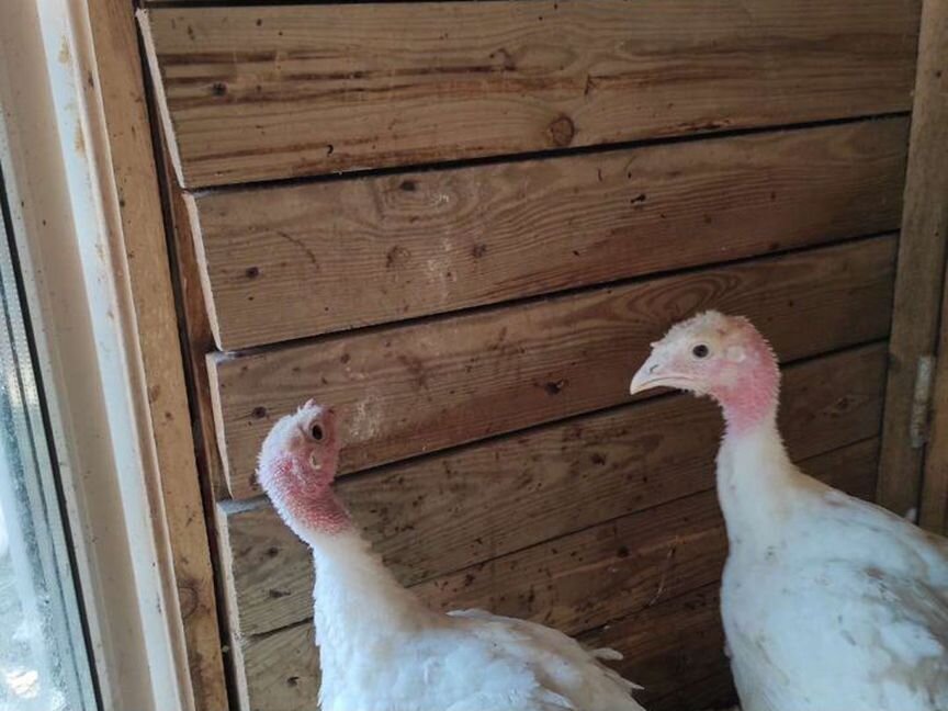 Индюшата хайбрид конвертер (Канада) 4 недели