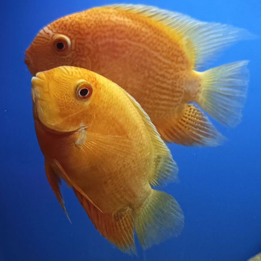 Северум красноточечный