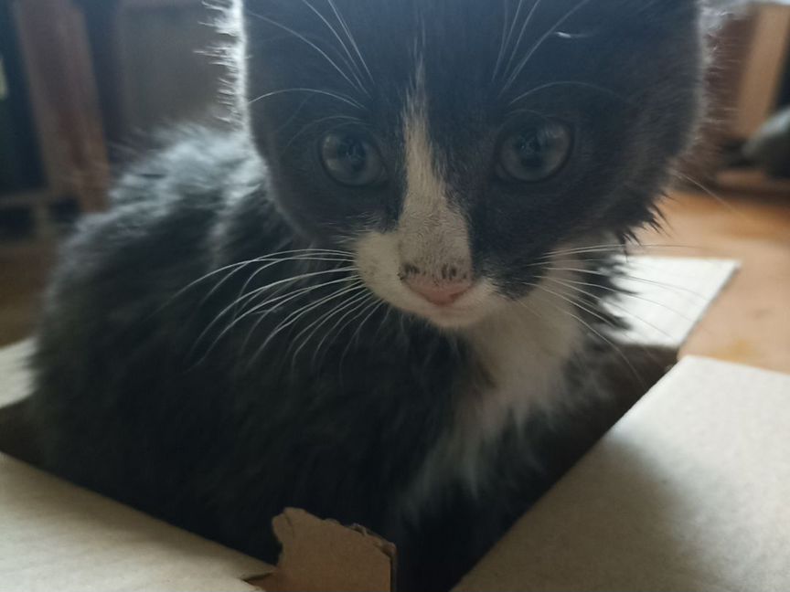 Котёнок девочка серая отдам бесплатно