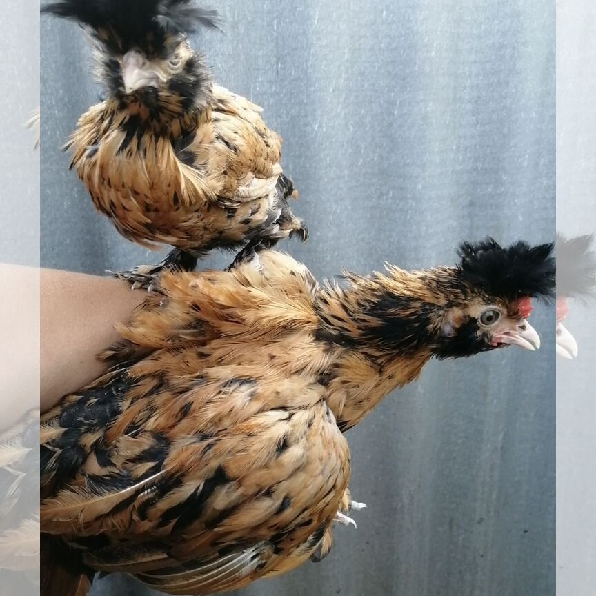 Павловское золото и серебро