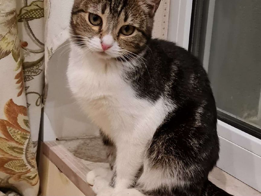 Мини кошечка ласковая урчалка. Ищет дом