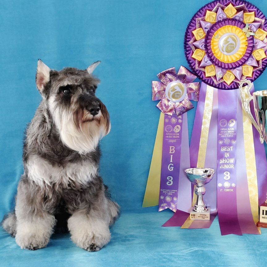 Цвергшнауцер, щенок