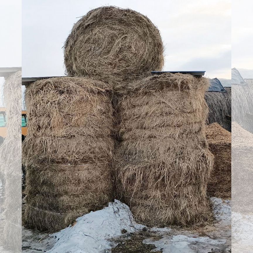 Сено в рулонах