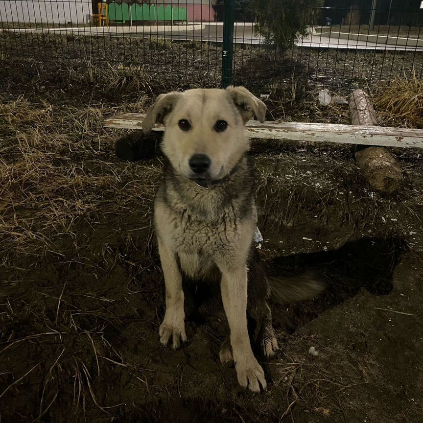 Щенок в добрые руки