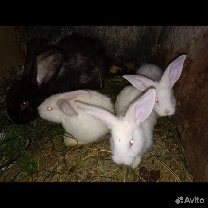 Кролик великаны