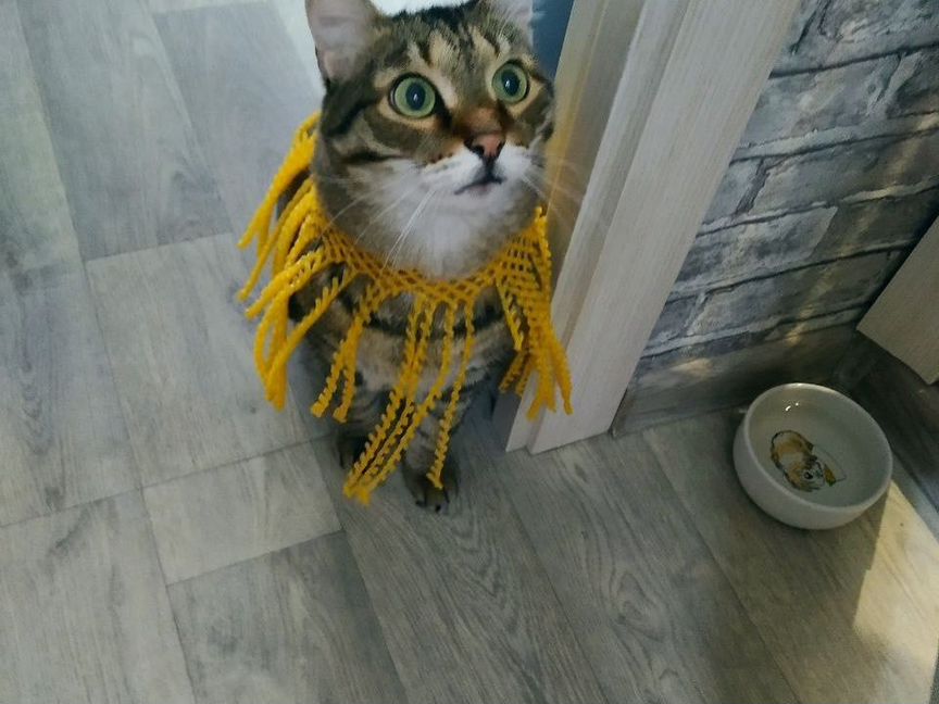 Кот