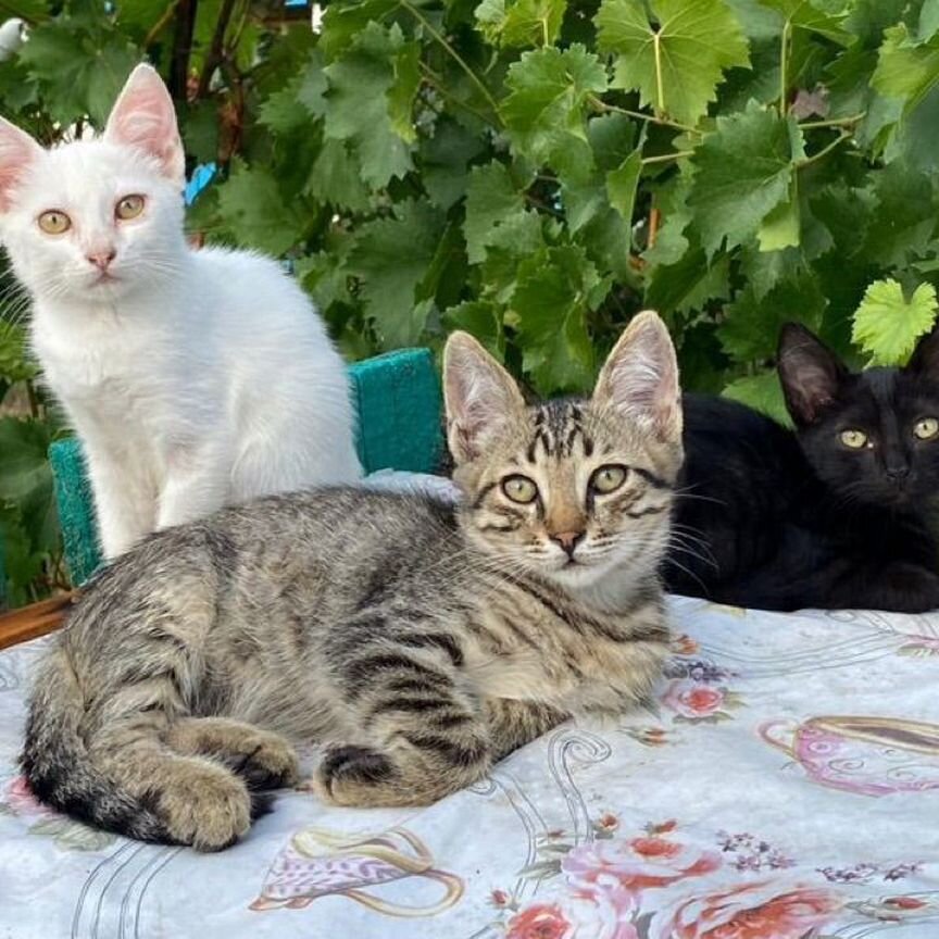 Серый тоже хочет домой