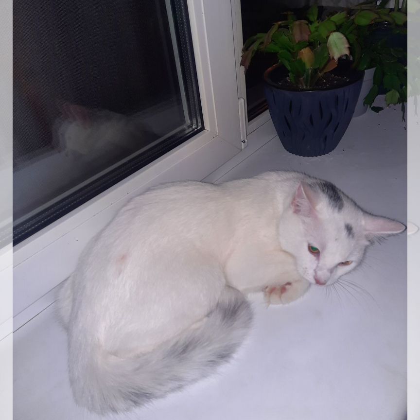 Отдам котенка в добрые руки