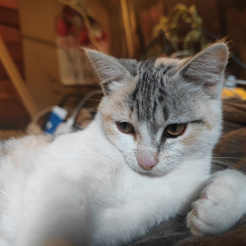 Девочка котенок девочка котейка девочка котейка