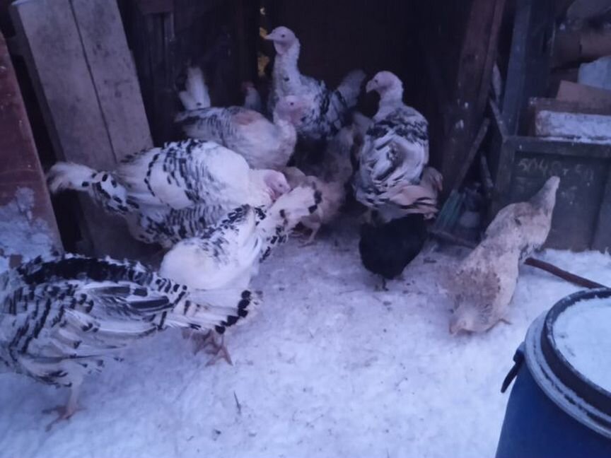 Самцы индюков